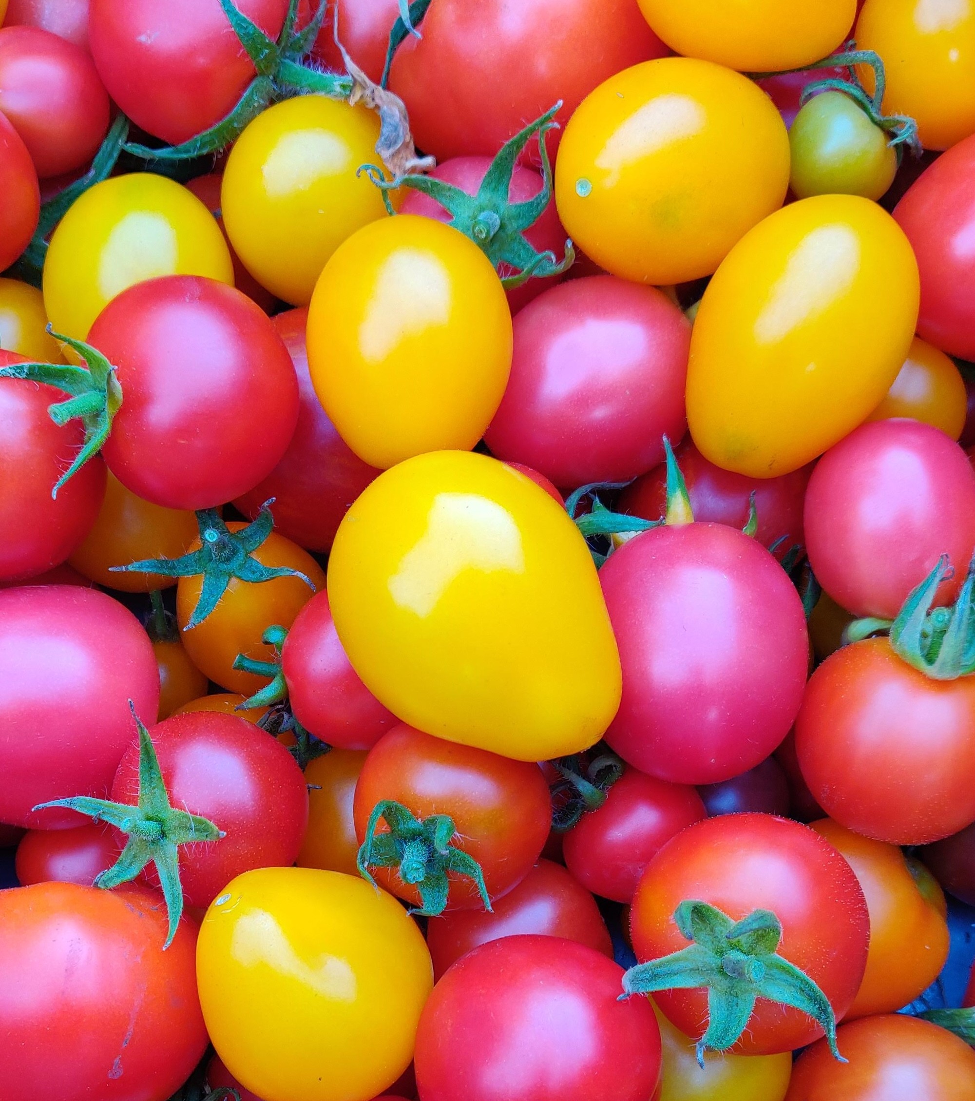 Fresh Sheet – High & Dry Farm