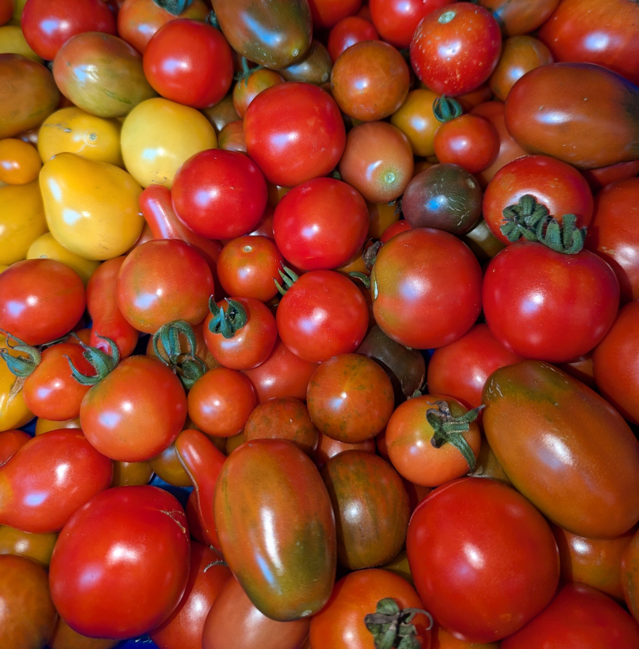Will you cry when summer’s tomatoes are gone? – High & Dry Farm